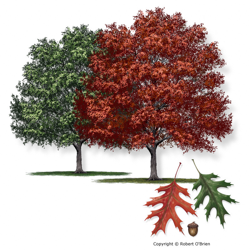 Increasing Tree Resiliency